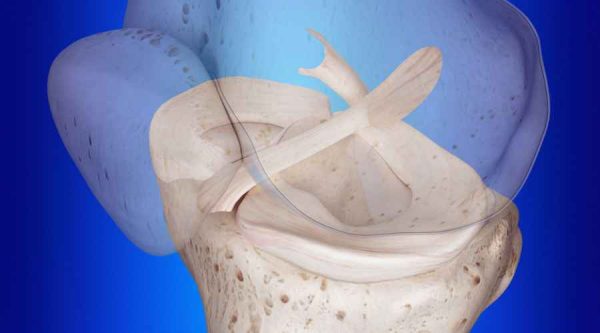 Legamenti del ginocchio: dove sono e quali esercizi fare | Fisiosocial