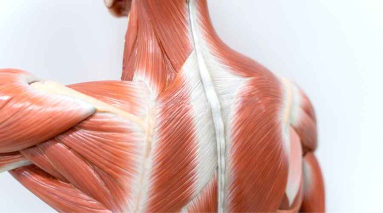 Scapole alate: esercizi e rimedi per la postura | Fisiosocial